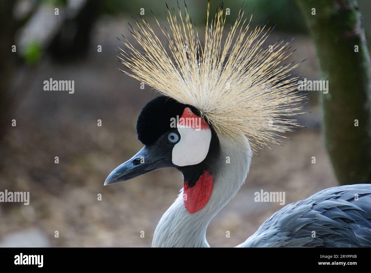 An eastern crowned crane (Balearica regulorum) with a long protruding ...