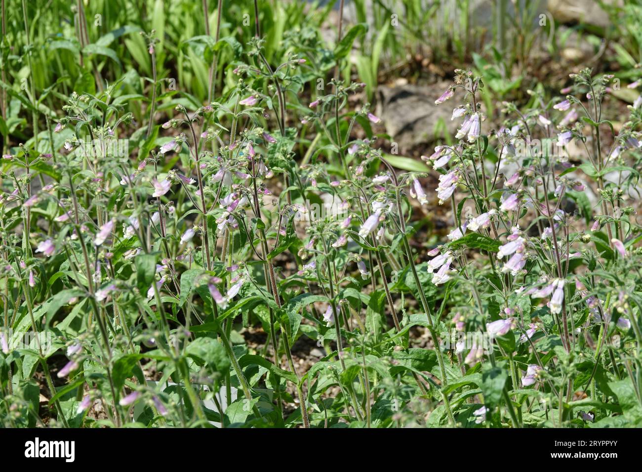 Penstemon barbatus hi-res stock photography and images - Alamy
