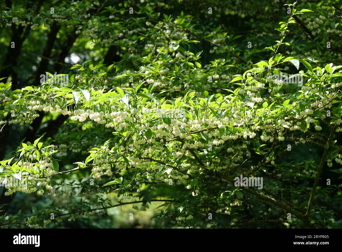 Styrax japonicus, Japanese snowbell Stock Photo - Alamy