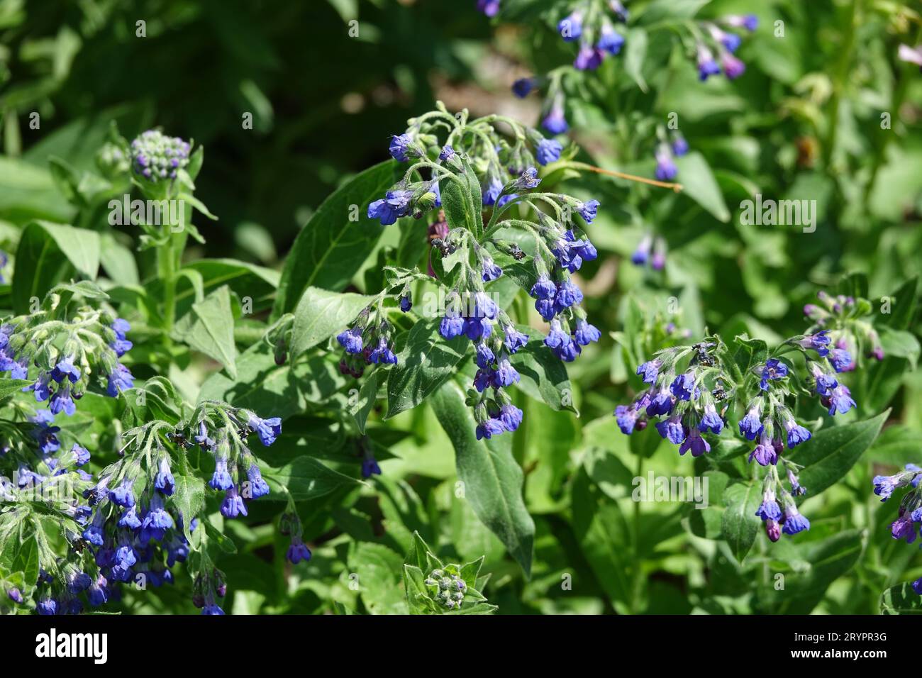 Mertensia echioides hi-res stock photography and images - Alamy