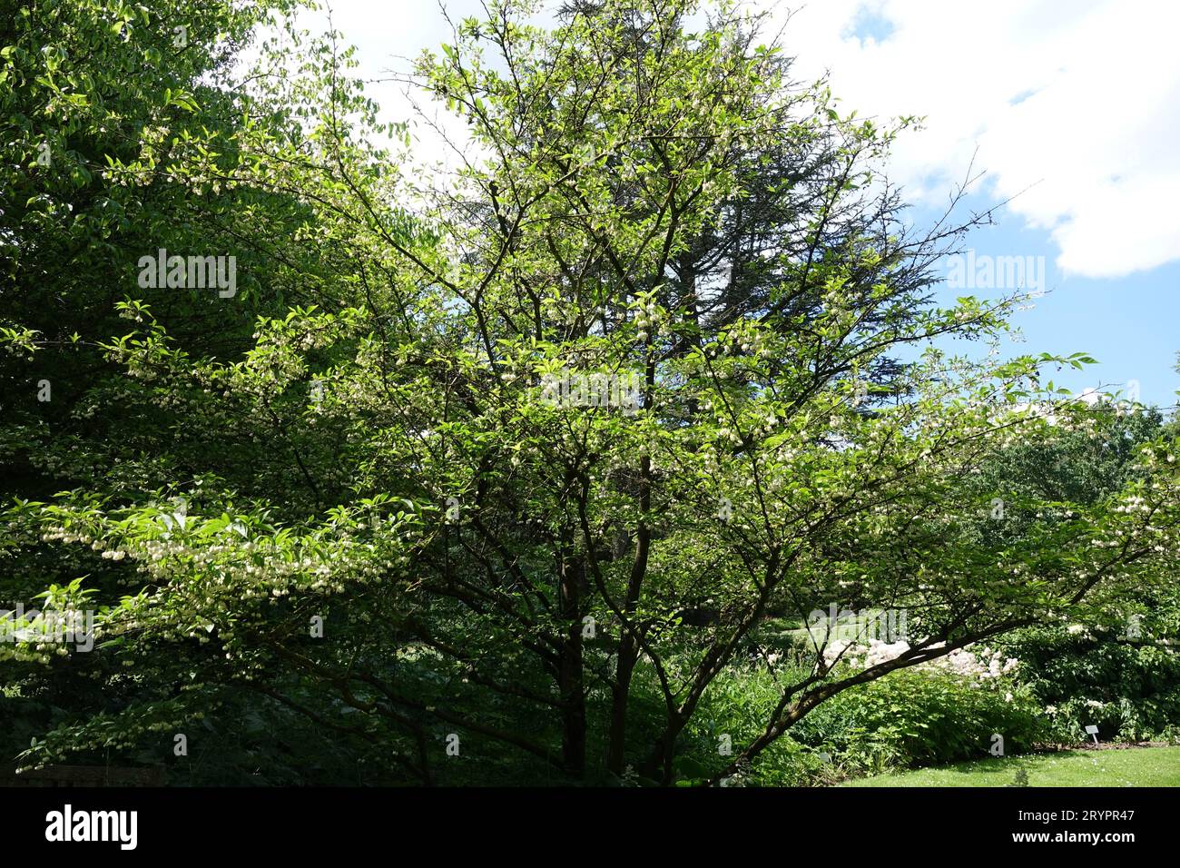 Styrax japonicus, Japanese snowbell Stock Photo - Alamy