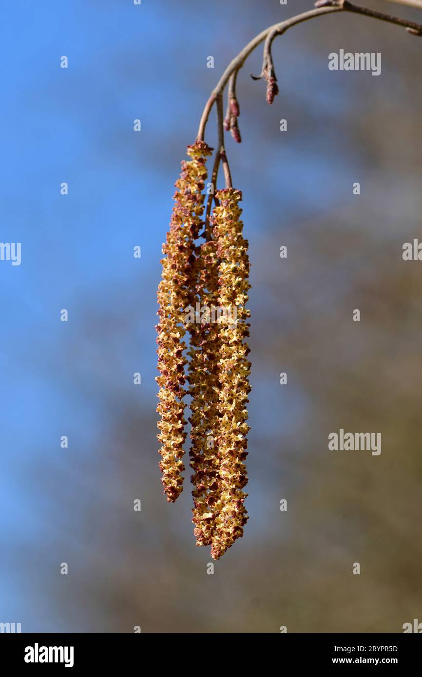 Common Alder, European Alder (Alnus glutinosa). Twig with male and ...