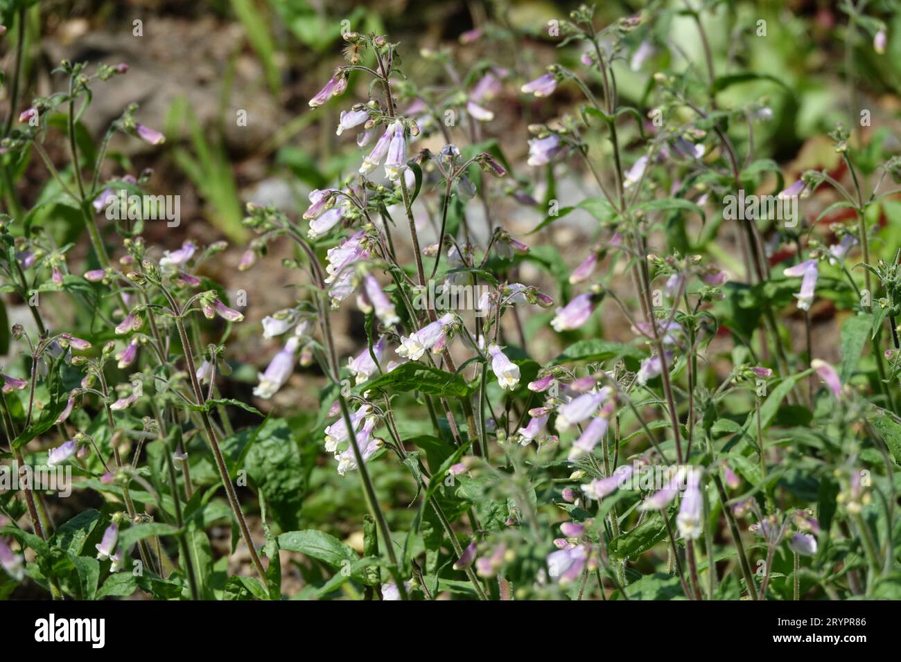 Penstemon barbatus hi-res stock photography and images - Alamy