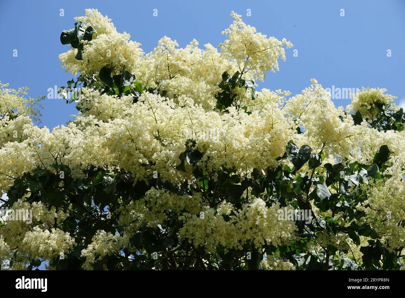 Syringa reticulata hi-res stock photography and images - Alamy