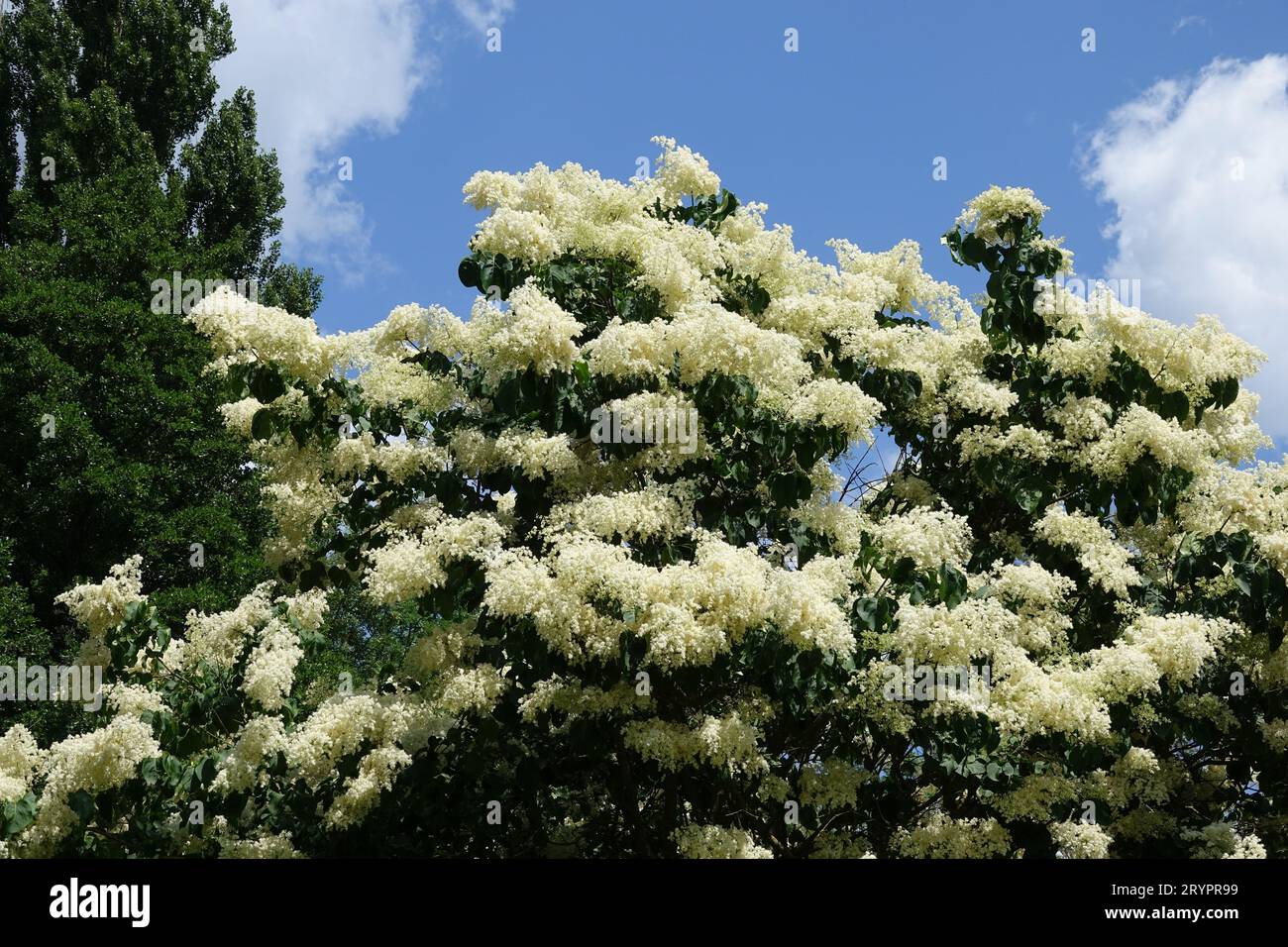 Syringa reticulata, Japanese tree lilac Stock Photo - Alamy