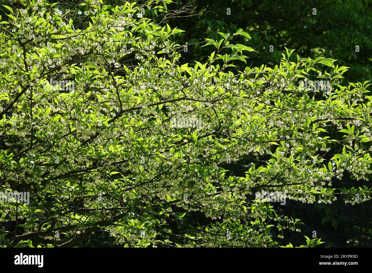 Styrax japonicus, Japanese snowbell Stock Photo - Alamy
