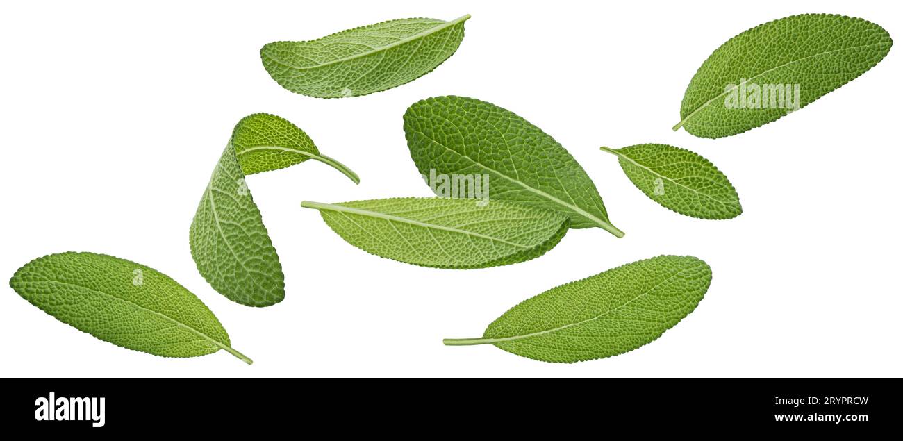 Falling sage leaves isolated on white background, full depth of field ...
