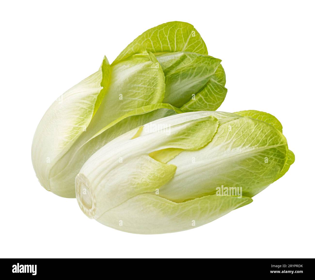 Endive chicory cichorium endivia hi-res stock photography and images ...