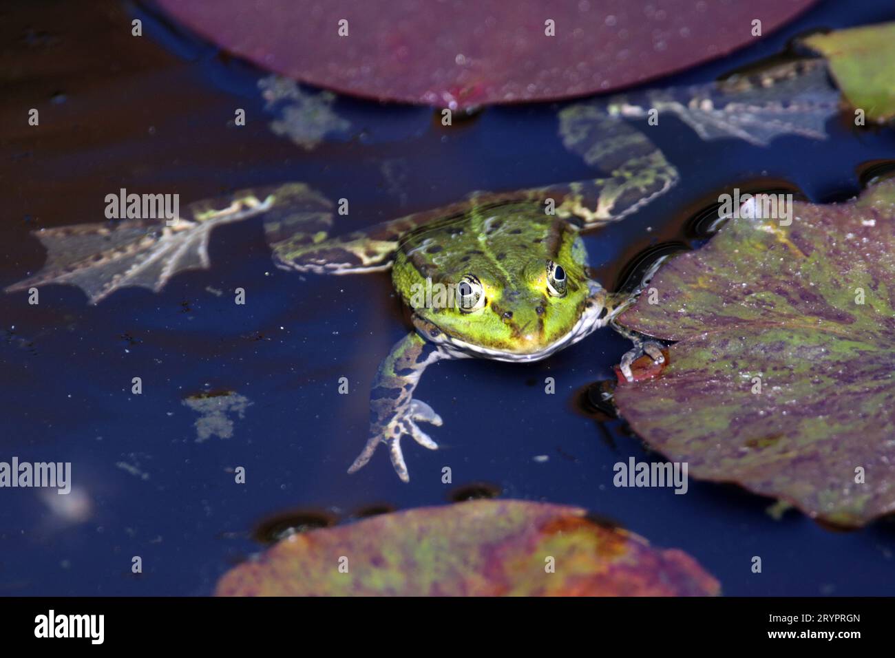 European Edible Frog (Pelophylax kl. esculentus) drifting in a pond ...