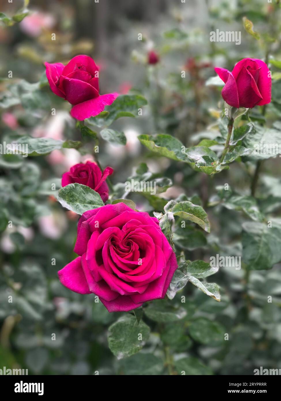 A vertical closeup of pink roses in a green garden Stock Photo - Alamy