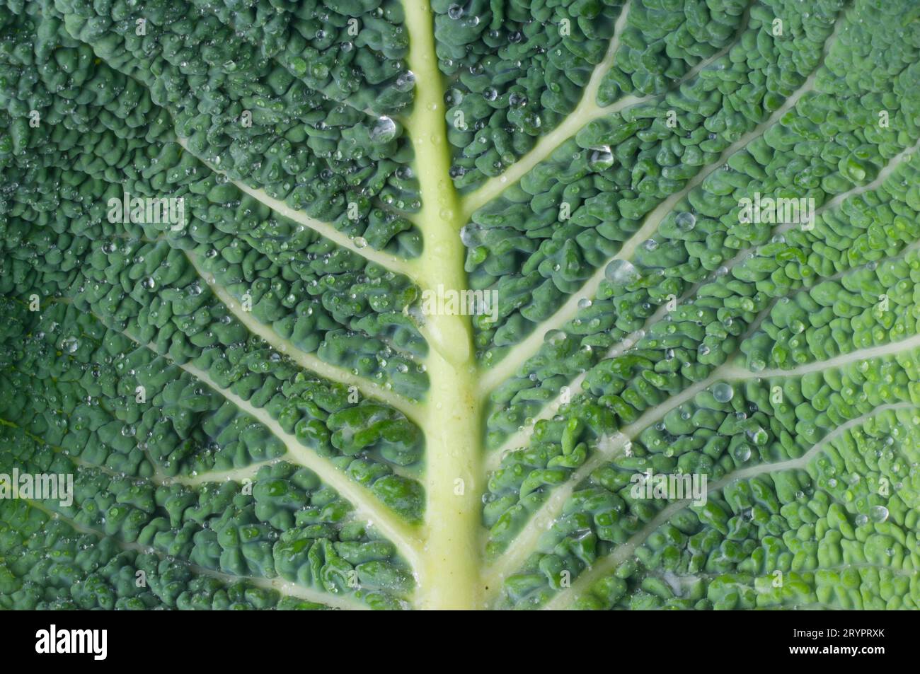 Lombard cabbage hi-res stock photography and images - Alamy