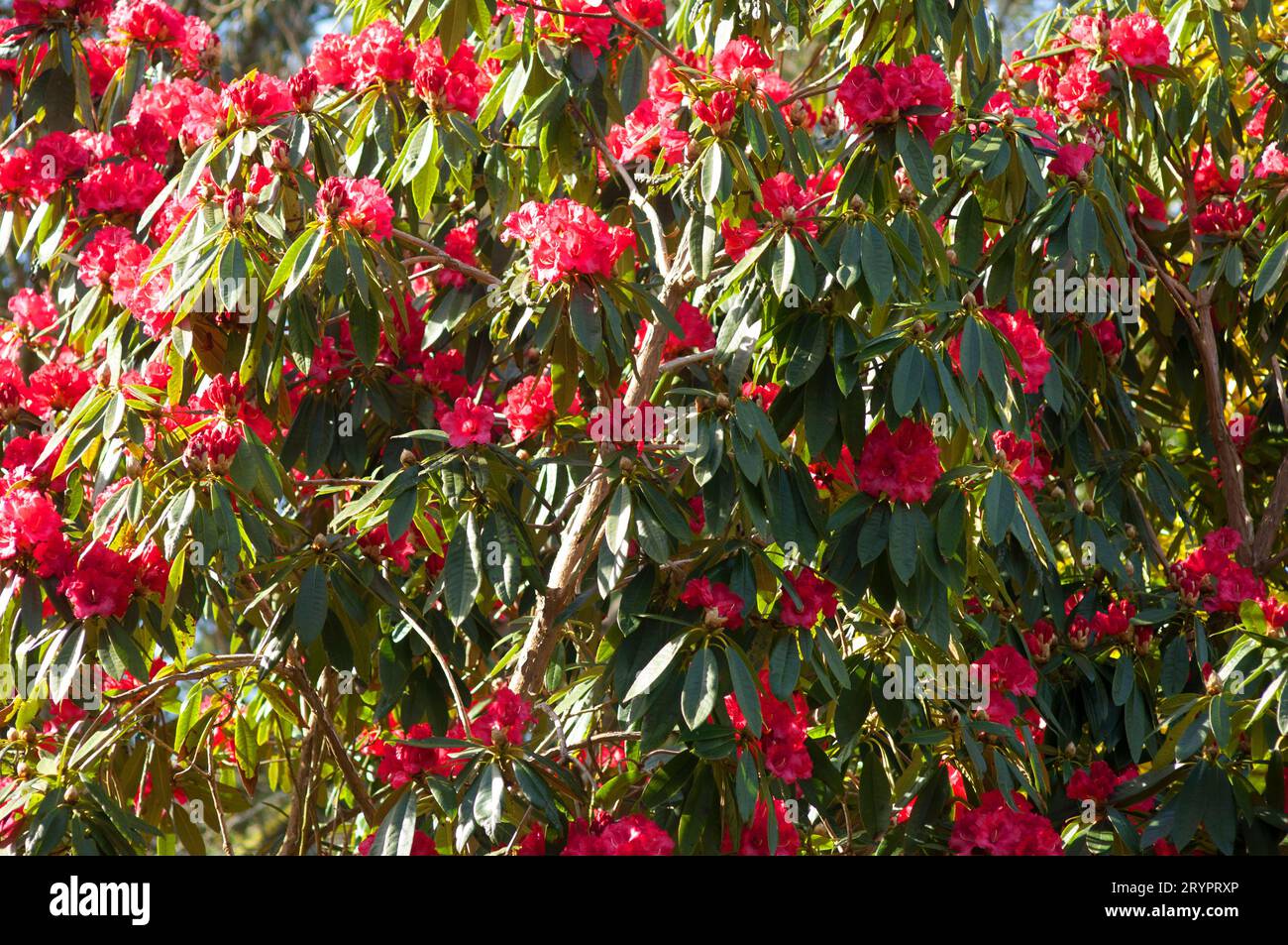 Ornamental shrubs in full bloom hi-res stock photography and images - Alamy