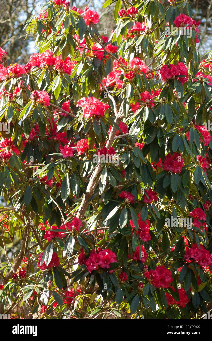 Full frame image of a red flowering magnolia in a spring garden - John ...