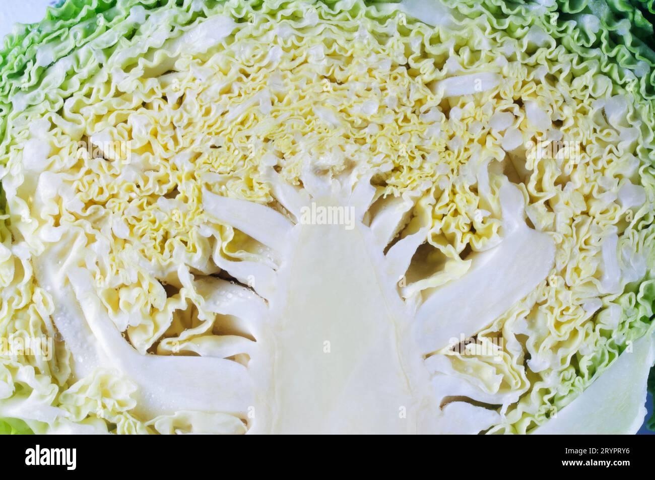 Full frame cross section of a savoy cabbage. Ideal for use as a ...