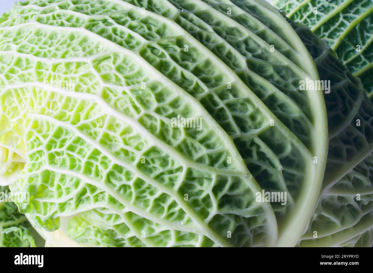 John cabbage hi-res stock photography and images - Alamy