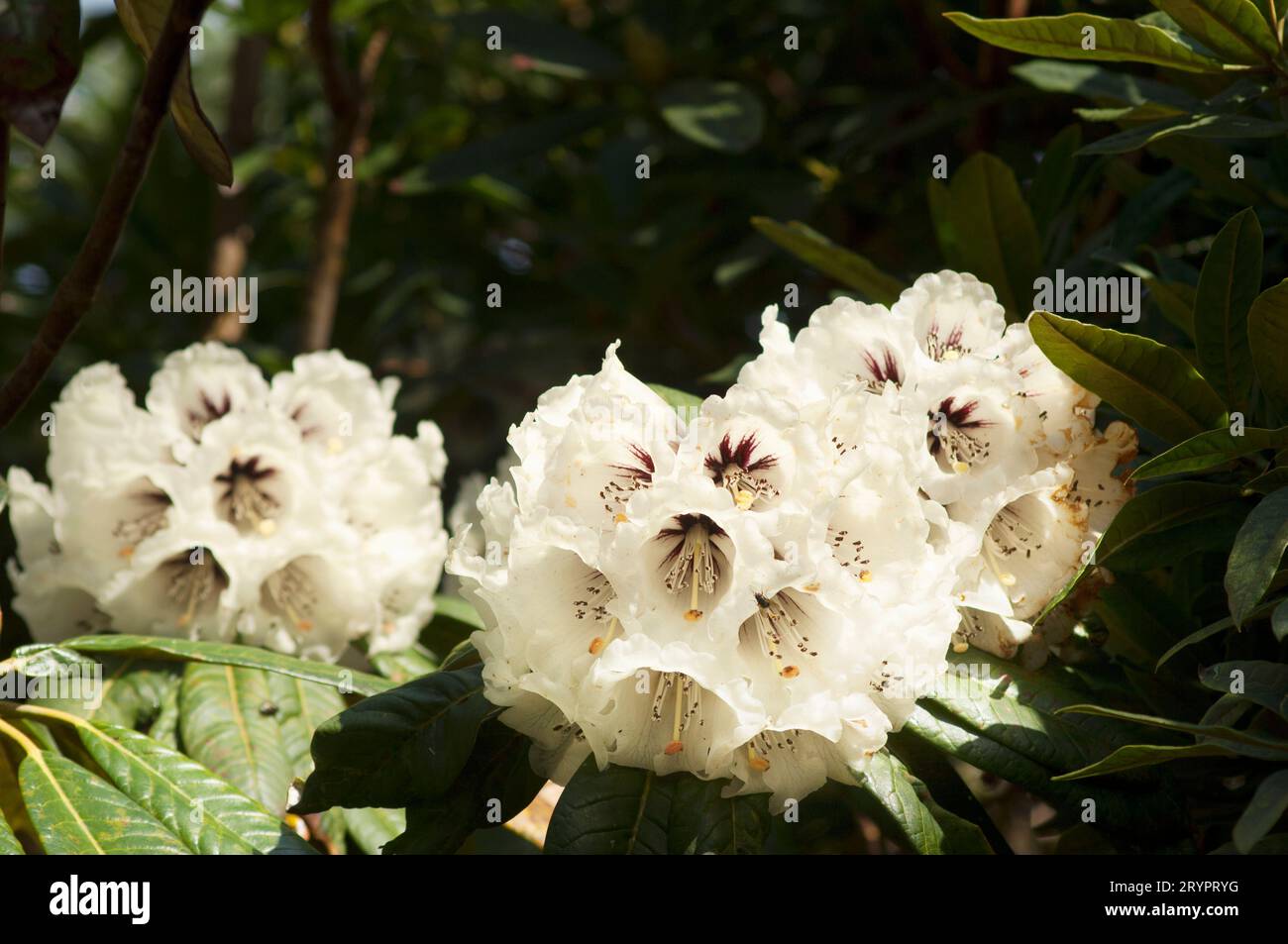 Yellow magnolia hi-res stock photography and images - Alamy