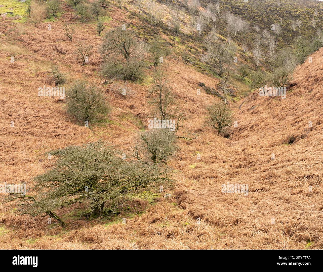 Ashes Hollow, one of the deep valleys cutting into The Long Mynd, an ...