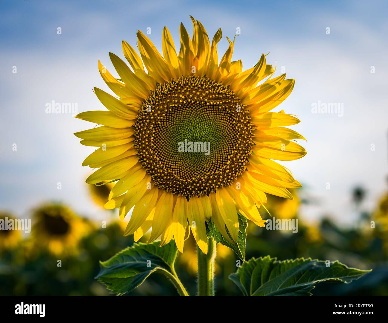 Yellow sunflower with two green leaves on a field against a blue Stock ...