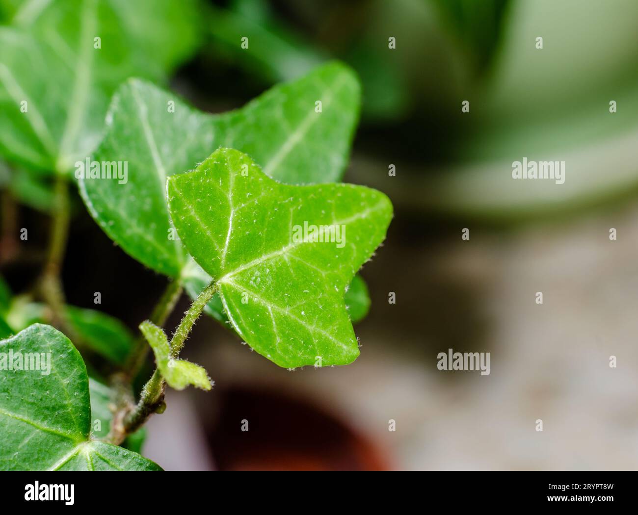 Heder leaves hi-res stock photography and images - Alamy