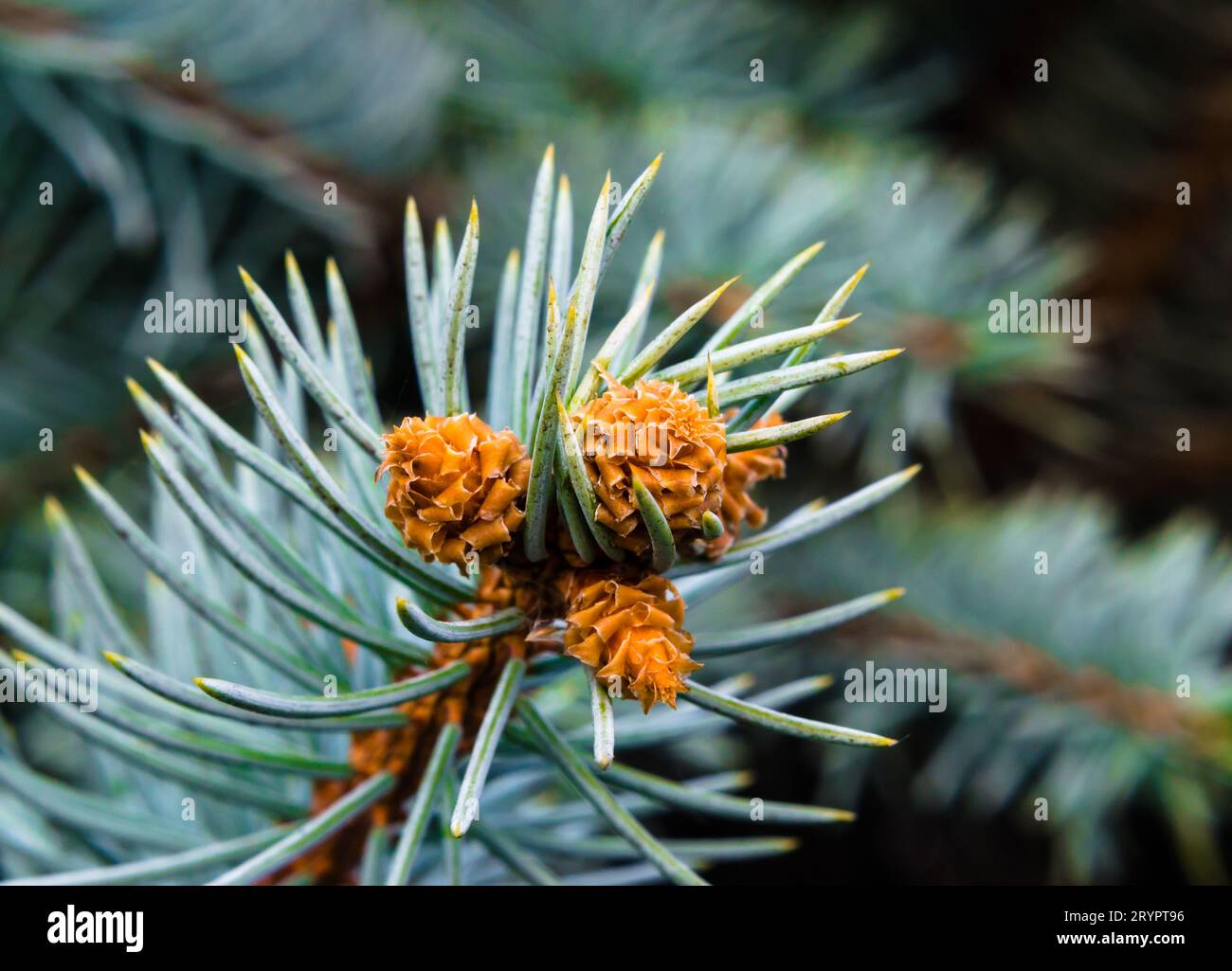 Branches of spruce with green needles macro closeup Stock Photo - Alamy