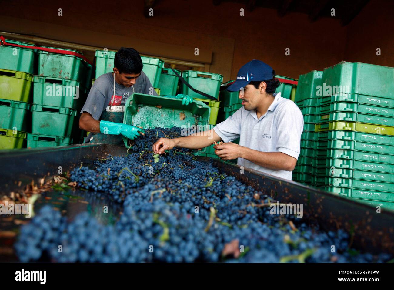 Grape harvest sorting hi-res stock photography and images - Alamy