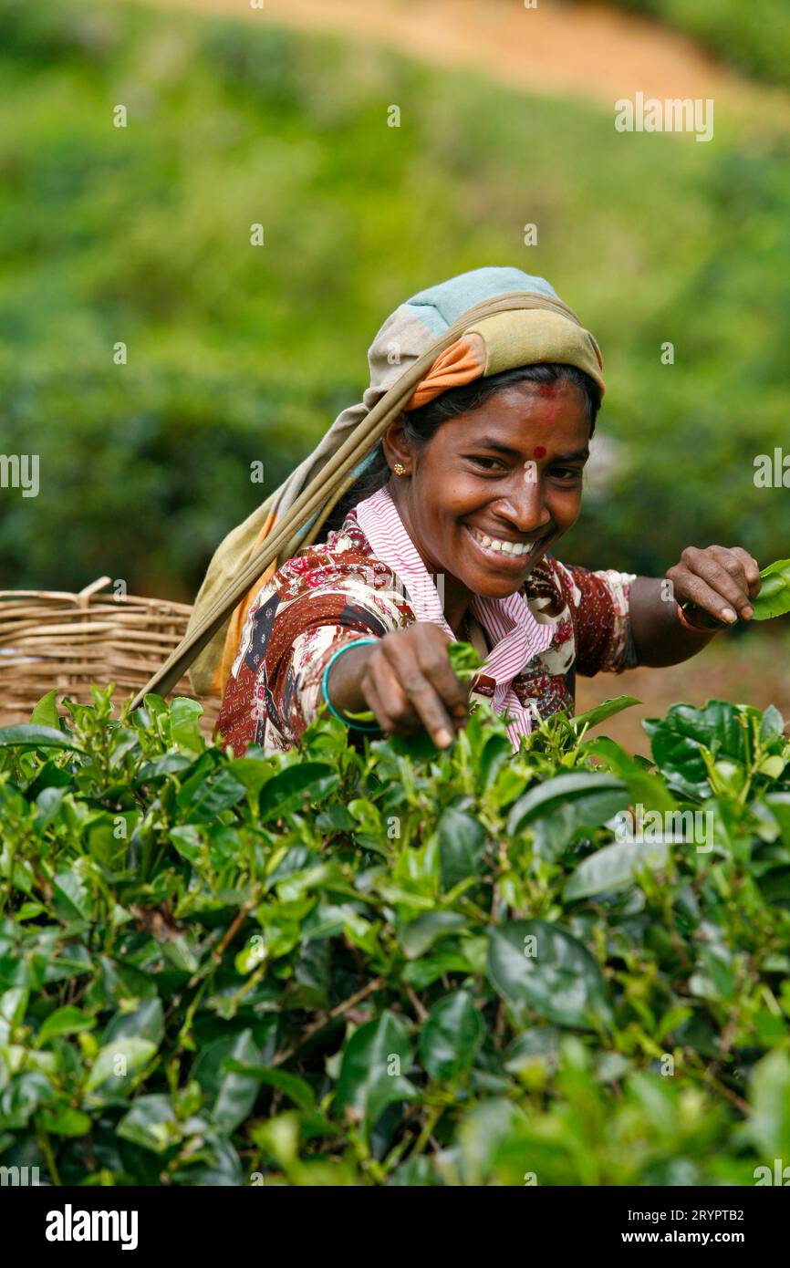 Picking tea leaves in Sri Lanka Stock Photo - Alamy