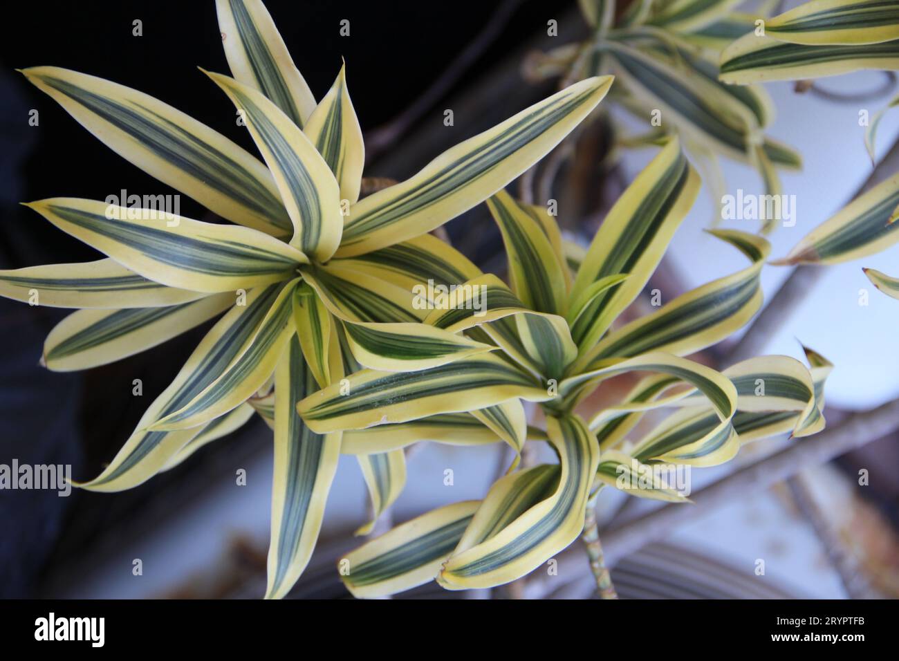 A closeup of Dracaena bent plants growing side-by-side on the ground ...