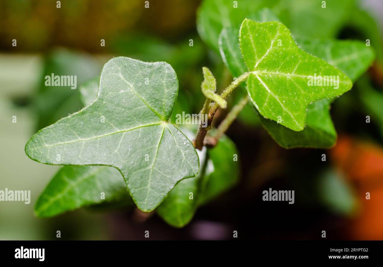 Heder leaves hi-res stock photography and images - Alamy
