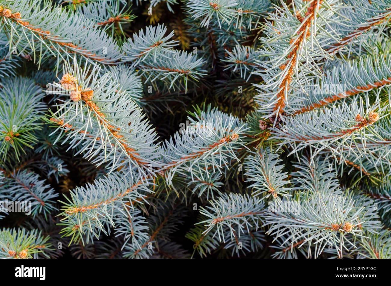 Branches of spruce with green needles background Stock Photo - Alamy