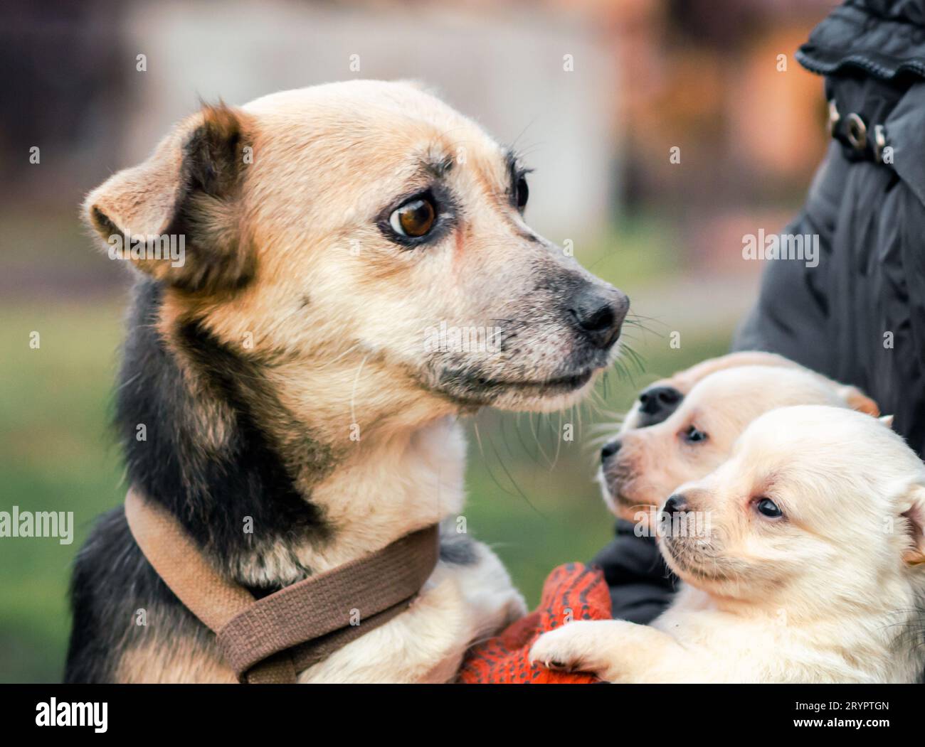 Adult dog and puppies in the hands of a man Stock Photo - Alamy