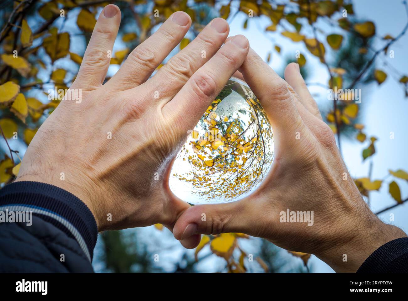 Tree reflection glass hi-res stock photography and images - Alamy