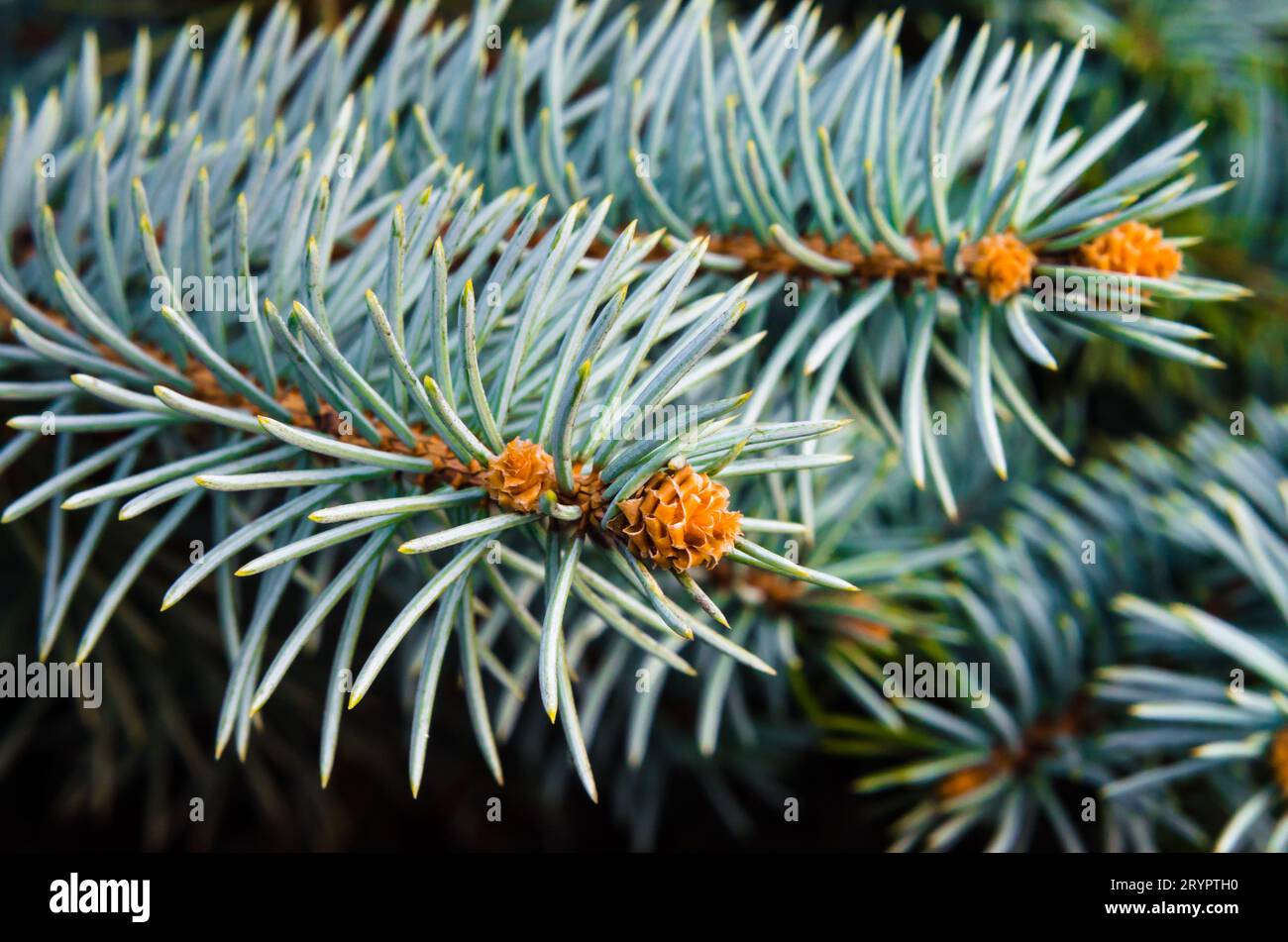 Needles and branches hi-res stock photography and images - Alamy