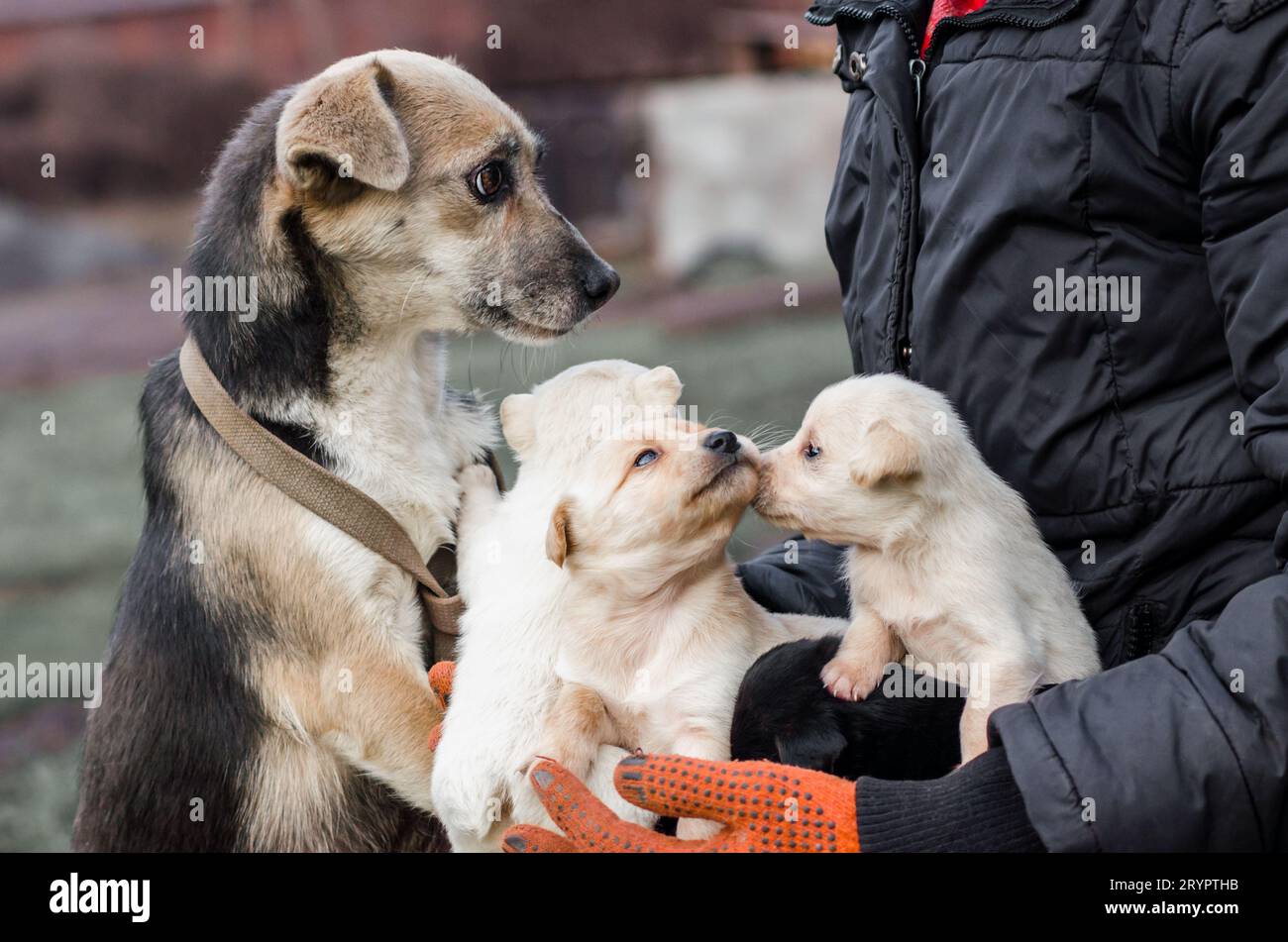 Adult dog and puppies in the hands of a man Stock Photo - Alamy