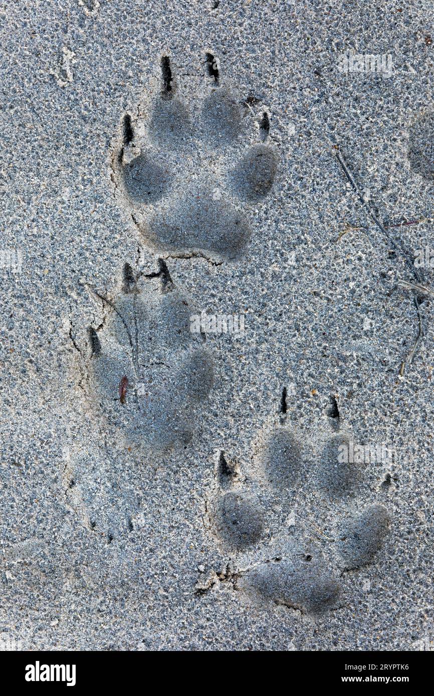European Wolf (Canis lupus). Footprints in sand. Denmark Stock Photo ...