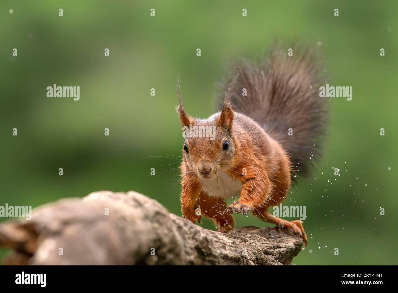 Beautiful jumping Red Squirrel (Sciurus vulgaris) landed on a branch in ...