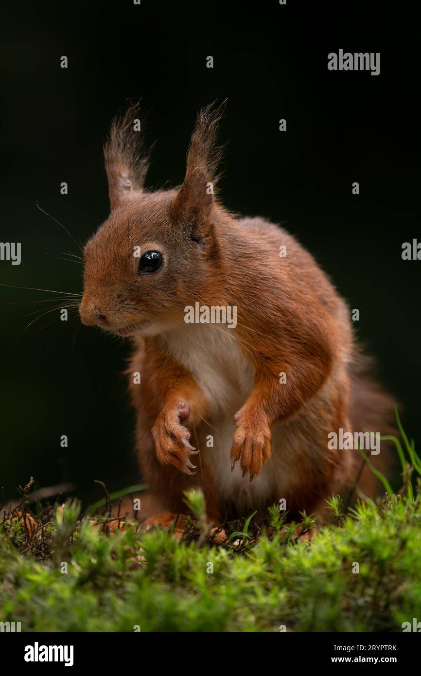 Curious Eurasian red squirrel (Sciurus vulgaris) in the forest of Noord ...