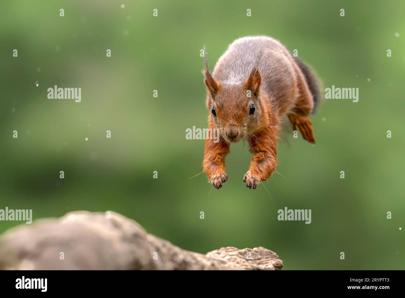 Beautiful jumping Red Squirrel (Sciurus vulgaris) landed on a branch in ...