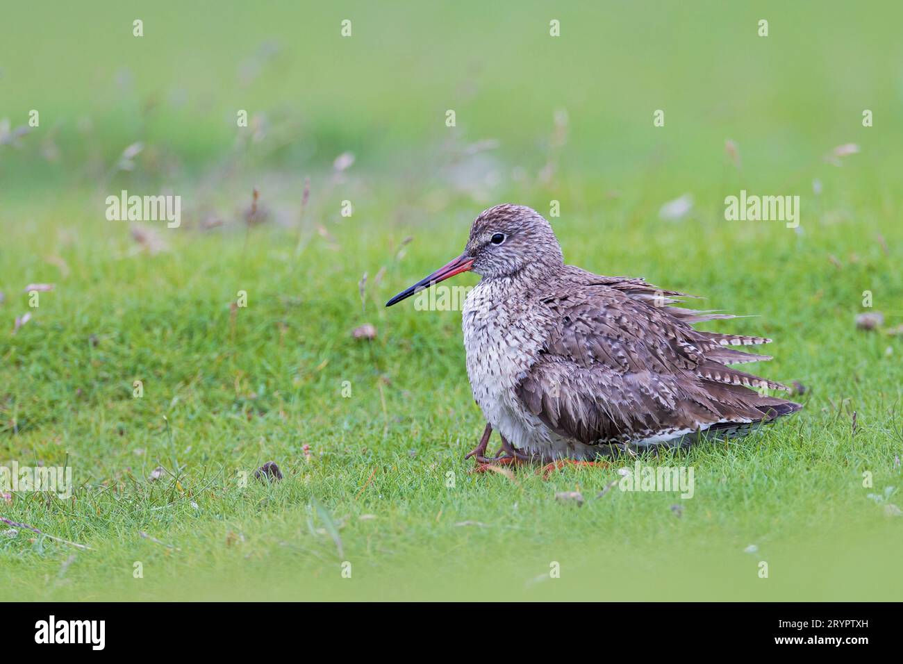 Redshank (Tringa totanus). Parent warms its chicks under its plumage ...