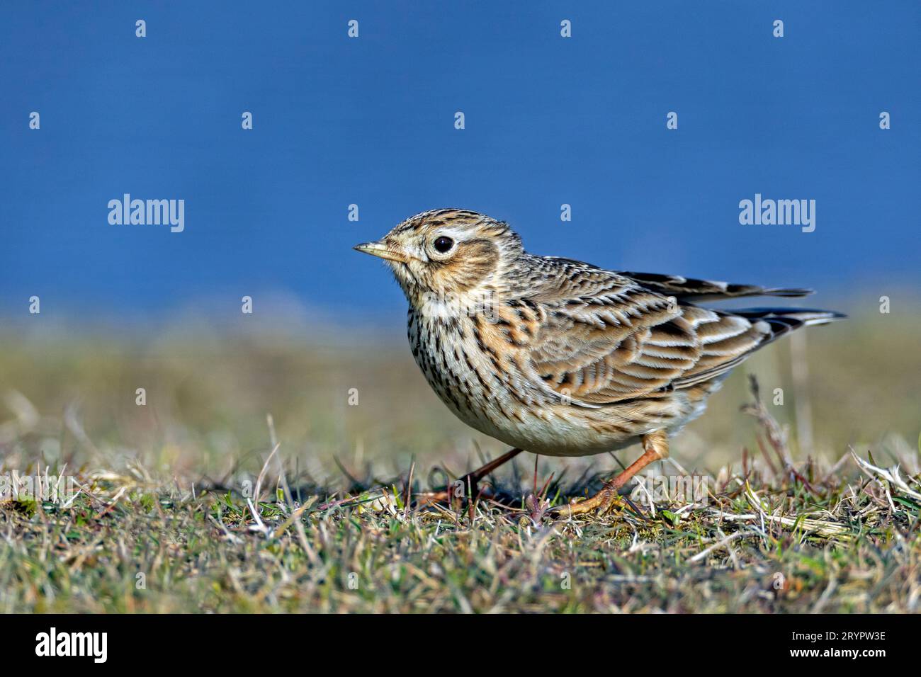 Skylark (Alauda arvensis). Adult bird standing on the ground. Germany ...