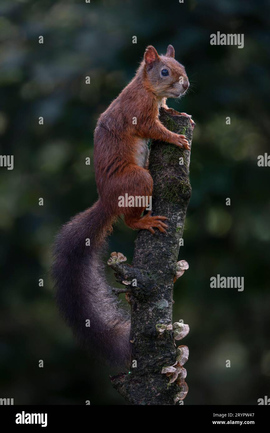 Cute Red Squirrel (Sciurus vulgaris) on a branch. in an autumn forest ...