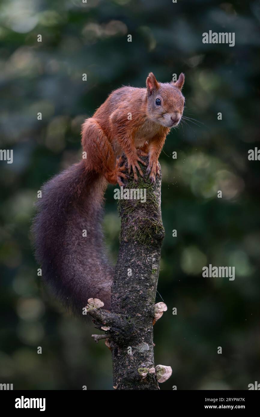 Cute Red Squirrel (Sciurus vulgaris) on a branch. in an autumn forest ...