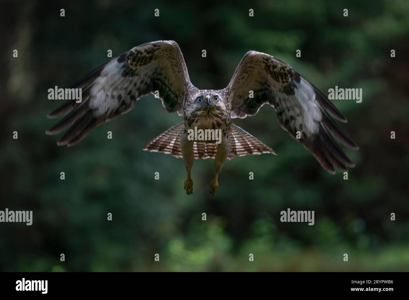 Common Buzzard (Buteo buteo) in flight in a forest of Noord Brabant in ...