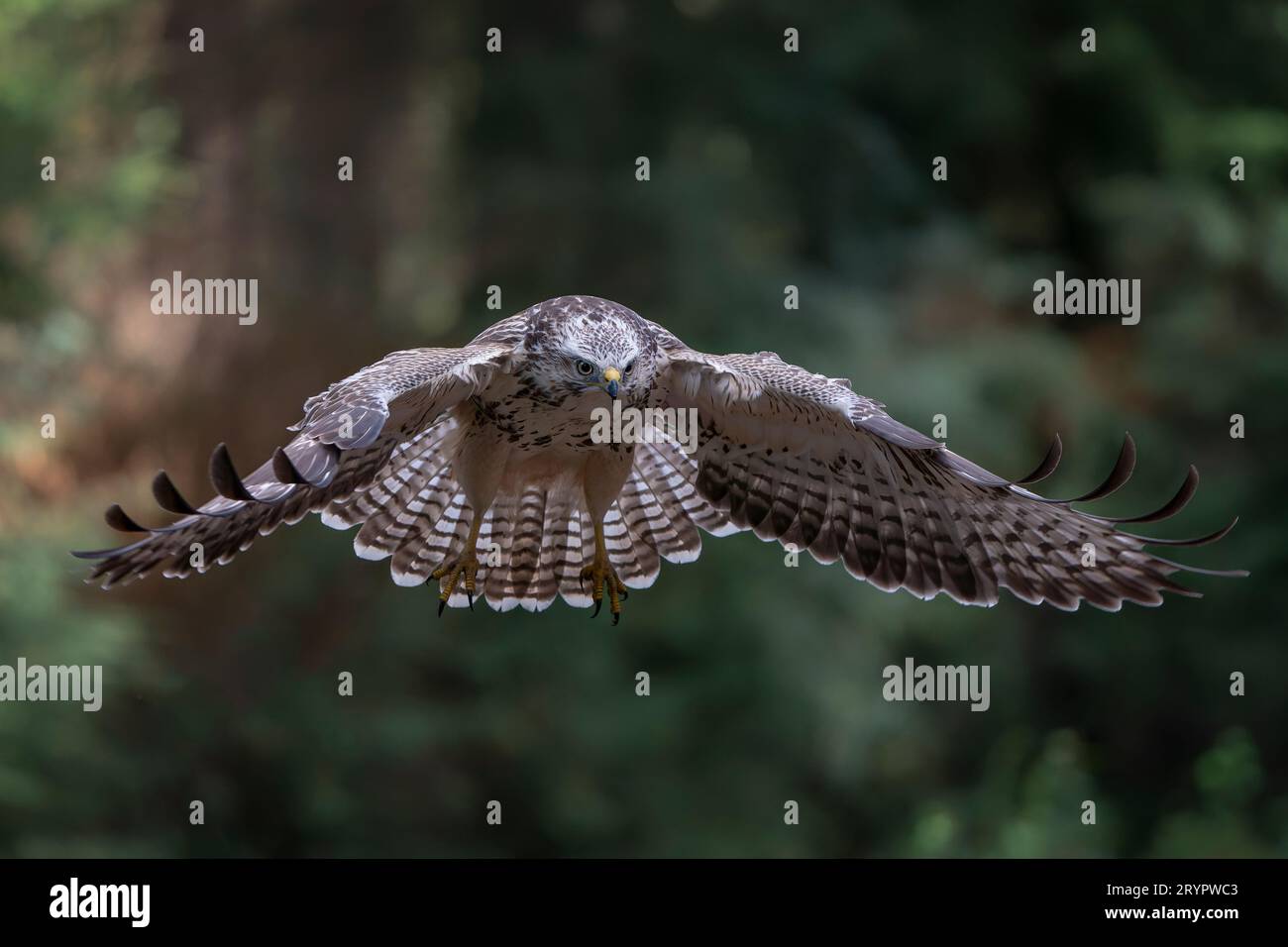 Common Buzzard (Buteo buteo) in flight in a forest of Noord Brabant in ...