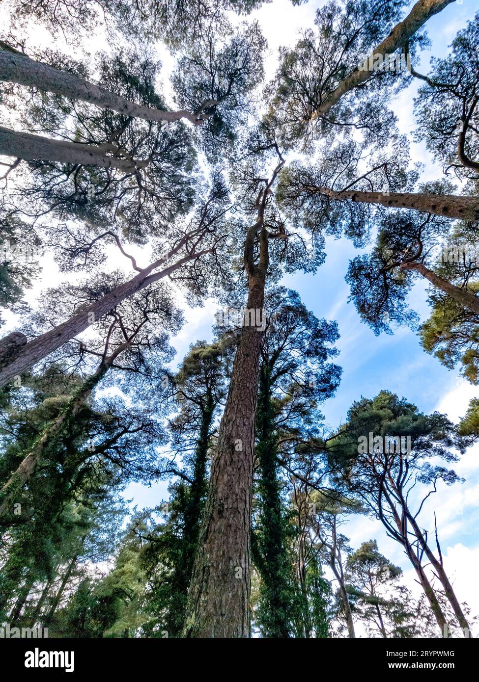 Scots Pine trees in County Donegal - Ireland Stock Photo - Alamy