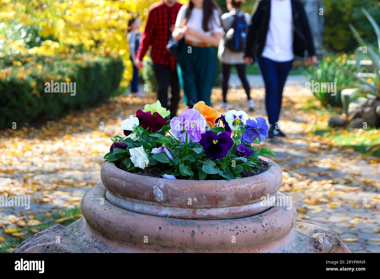 Top of a large garden flower pot along the trails at the Alexandru ...