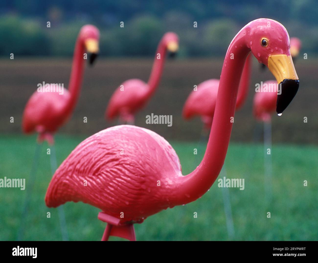 Fake grass and flamingo hi-res stock photography and images - Alamy