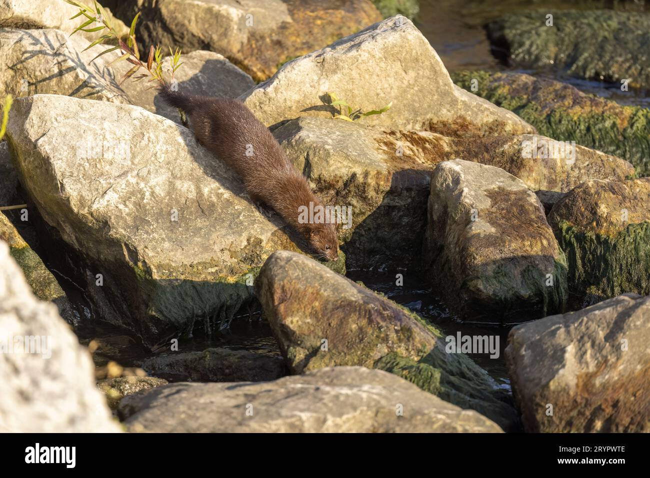 North american mink animals natural hi-res stock photography and images ...