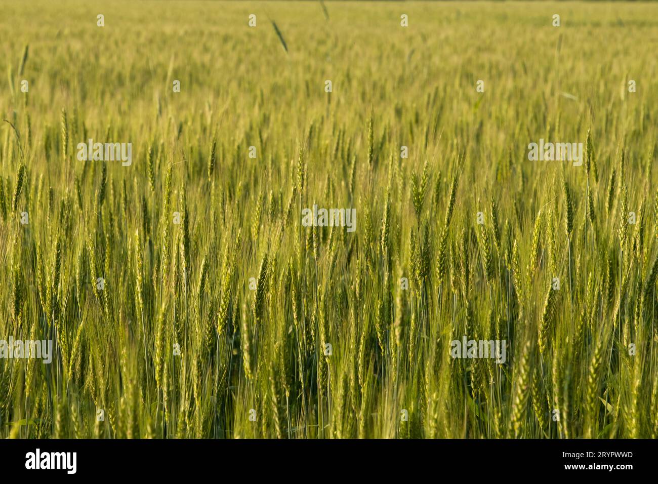 Two-rowed barley or Hordeum distichon growing in the field Stock Photo ...