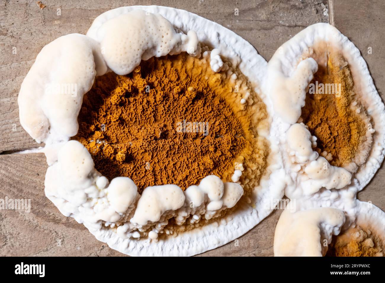 Big home destructive fungus on the floor of the residential building ...