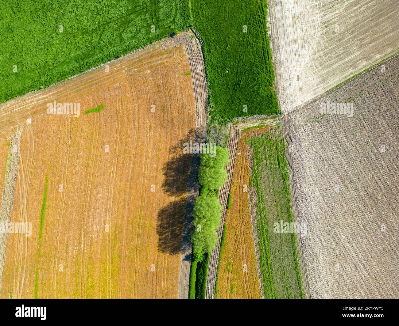 Geometrical aerial top view of a green field. Flying view of green mown ...